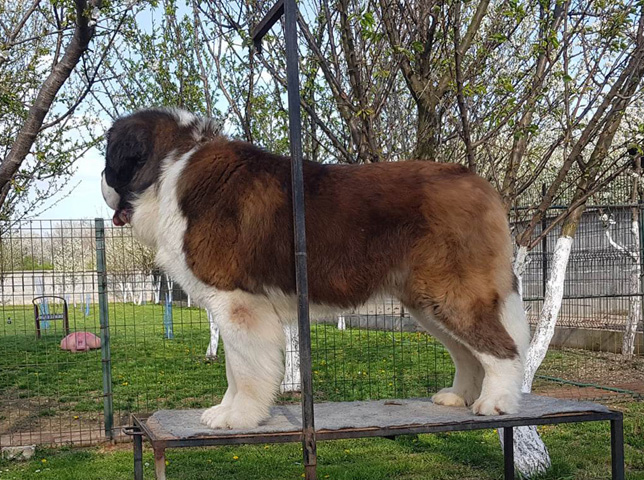 Home Page [www.bernardinci-miki.com]