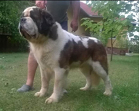 Home Page [www.bernardinci-miki.com]